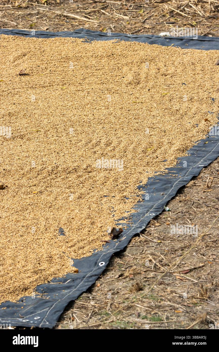 rice being dried in the sun on the ground in the Sundarbans near ...