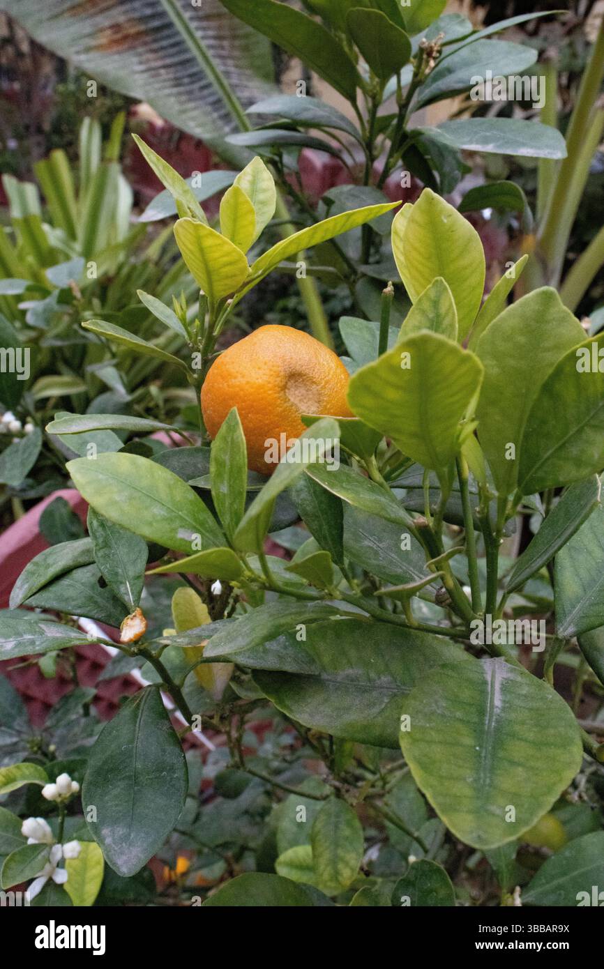 single damaged orange fruit with leaved on an orange tree Stock Photo ...