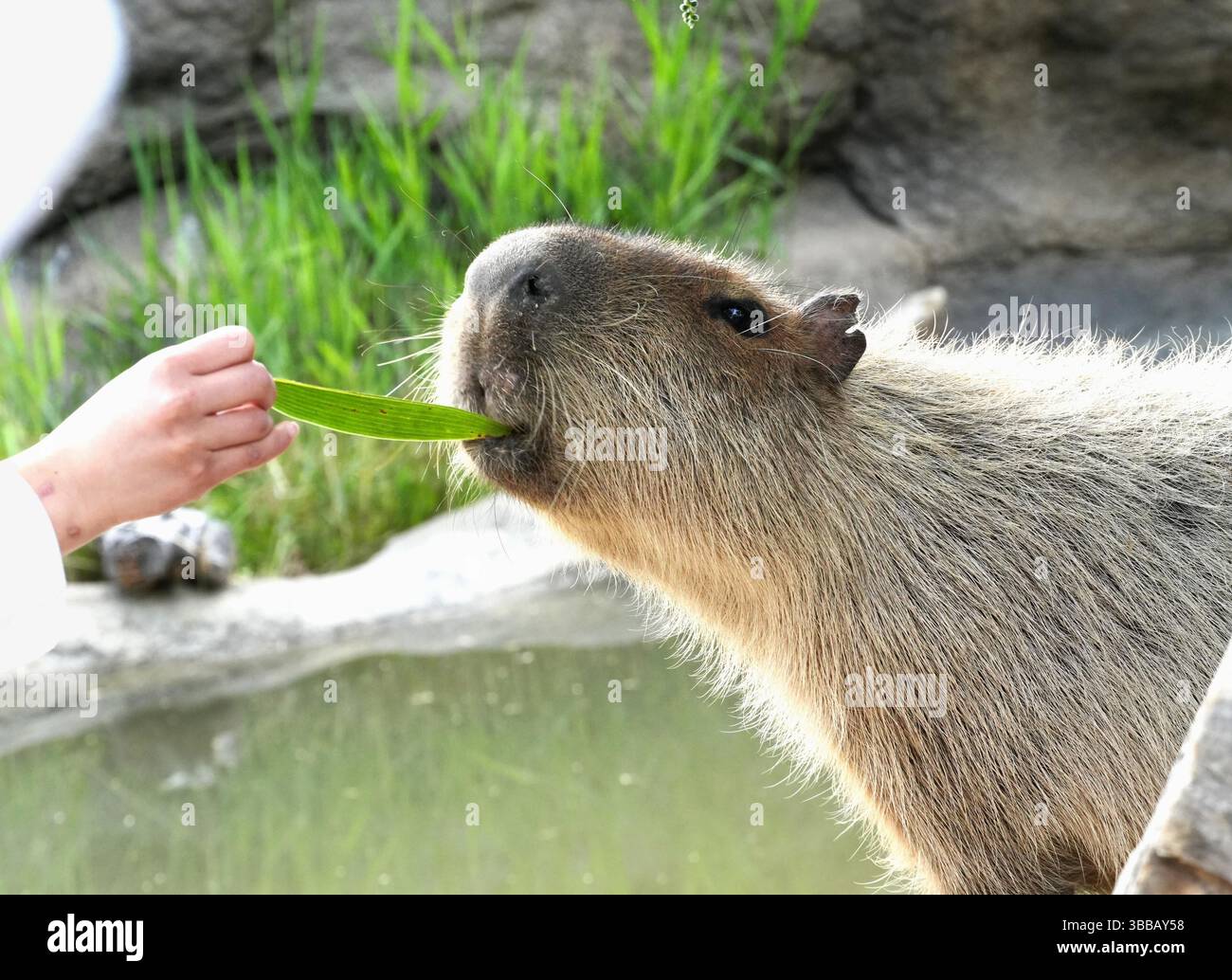 Photo taken on May 7, 2025, shows a capybara at Kobe Animal Kingdom in ...