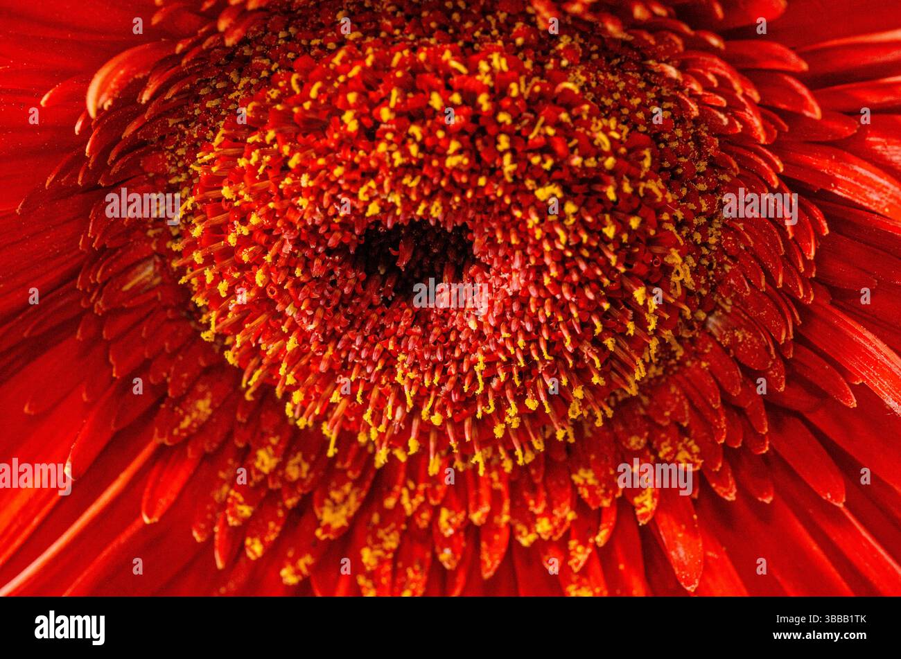 Vivid Red Gerbera Macro with Yellow Pollen Details Stock Photo - Alamy
