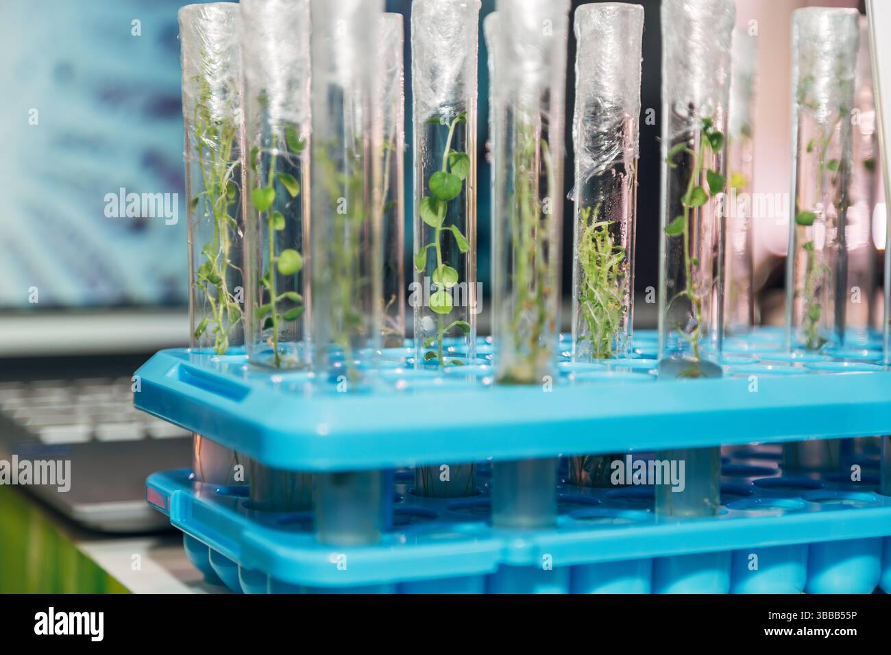 in vitro collection of transgenic potato plant and original varieties ...