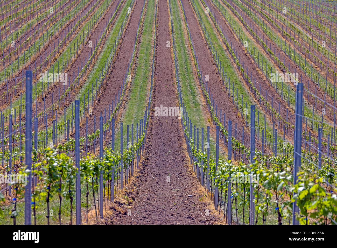 Vineyard landscape with neat rows in daylight Stock Photo - Alamy