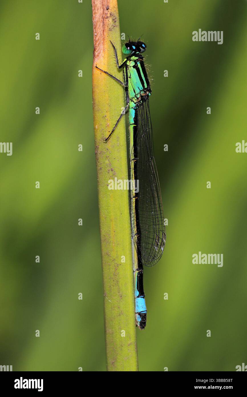 Blue-tailed Damselfly Ischnura elegans - Immature male Stock Photo - Alamy
