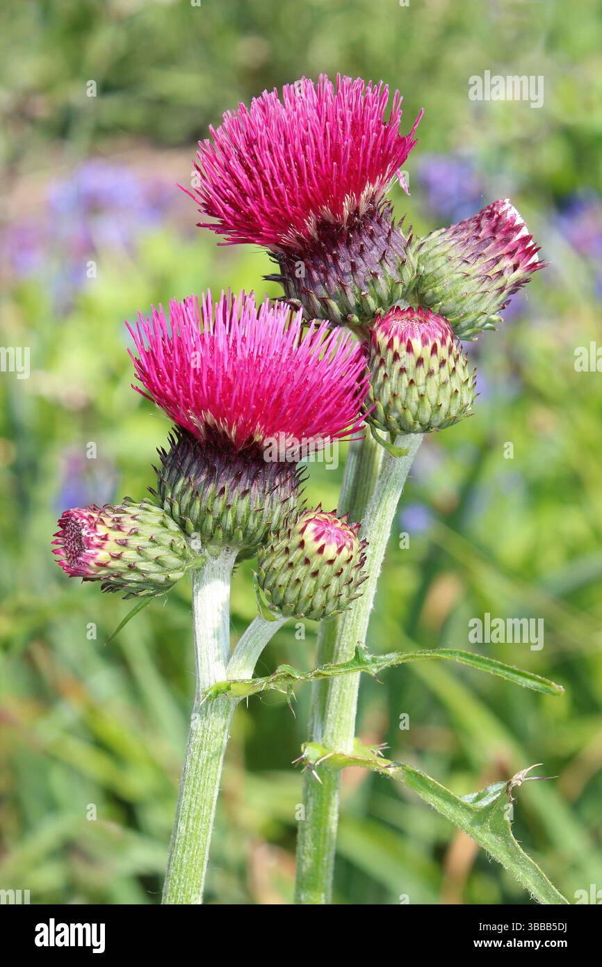Red Brook Thistle - Cirsium rivulare 'Atropurpureum' Stock Photo - Alamy