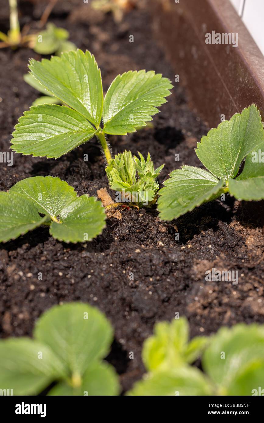 Close up of a young strawberry plant growing in rich potting soil ...
