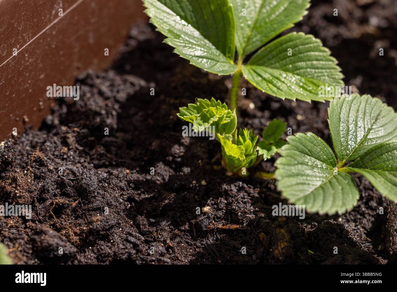 Close up of a young strawberry plant growing in rich, dark potting soil ...