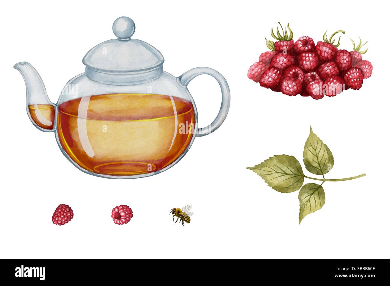 Teapot with herbal tea, ripe raspberries, leaves set. Watercolor ...