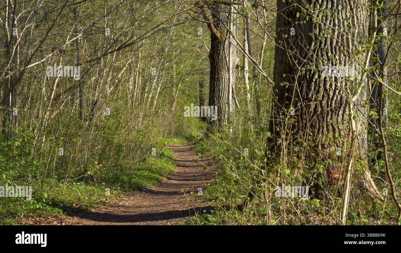 A winding trail cuts through an overgrown forest, flanked by towering ...