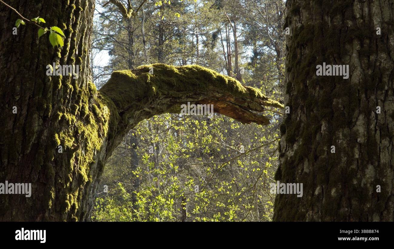 Mossy oak tree trunks form a natural border to an old forest reserve ...