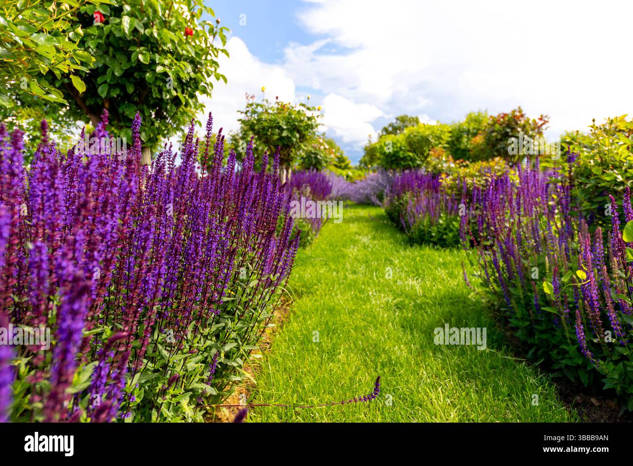 Vibrant purple sage (salvia) flowers line a grassy path, creating a ...