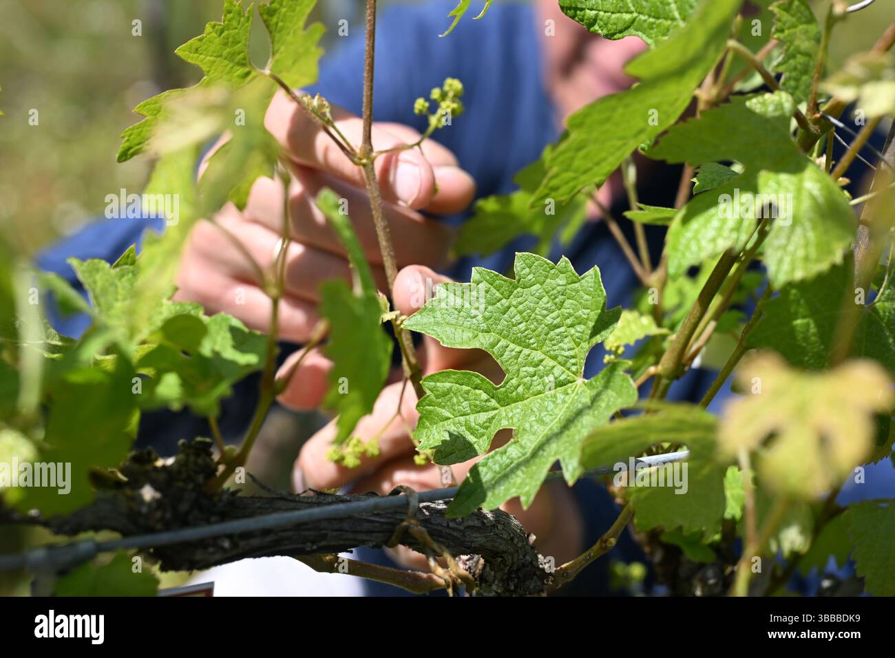 Karlsruhe, Germany. 15th May, 2025. At the Joseph Gottlieb Kölreuter ...
