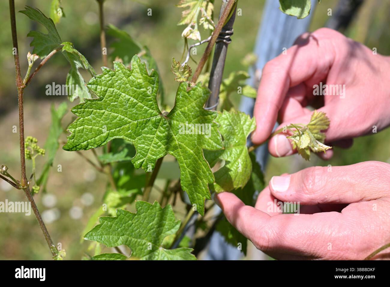 Karlsruhe, Germany. 15th May, 2025. At the Joseph Gottlieb Kölreuter ...