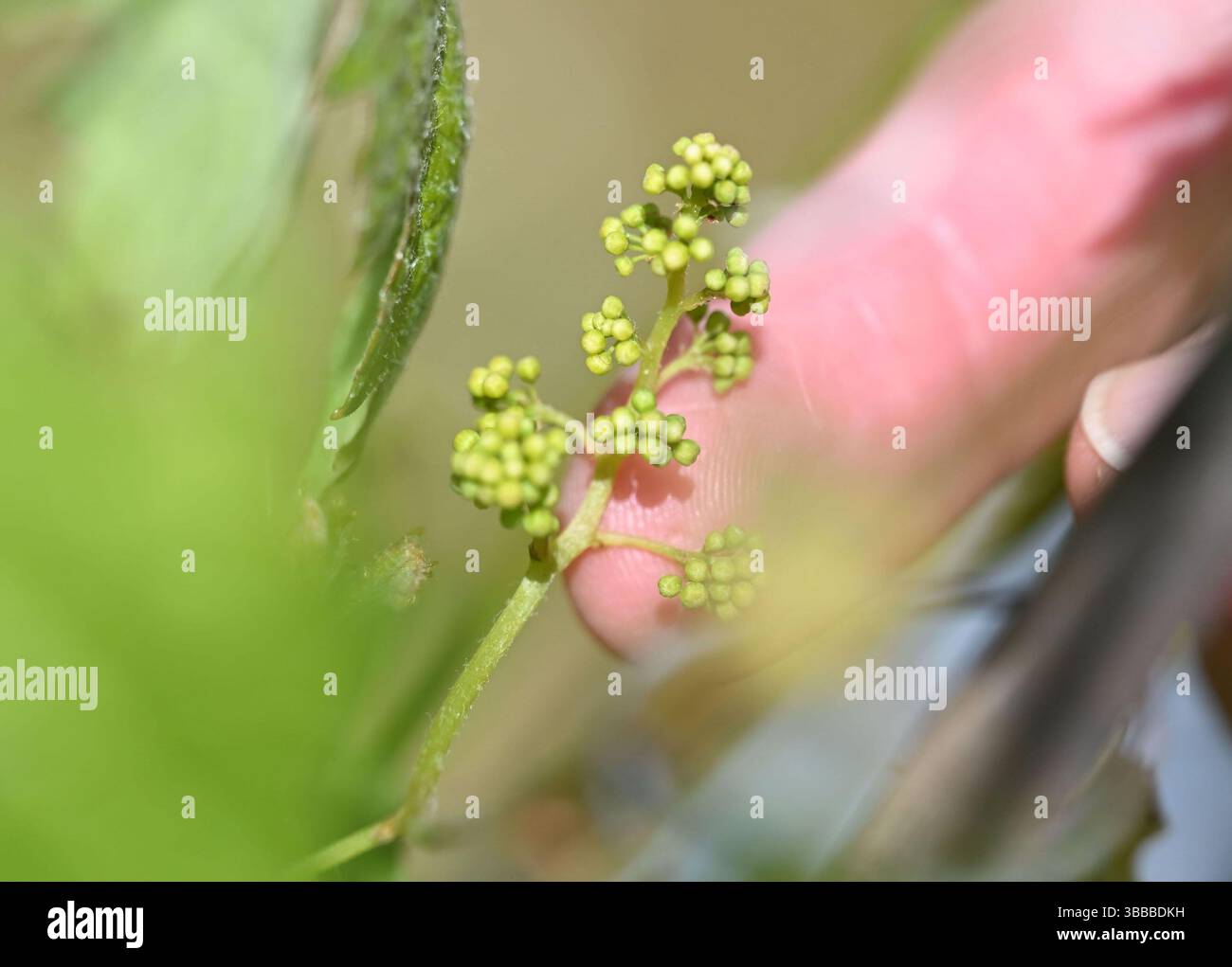 Karlsruhe, Germany. 15th May, 2025. At the Joseph Gottlieb Kölreuter ...