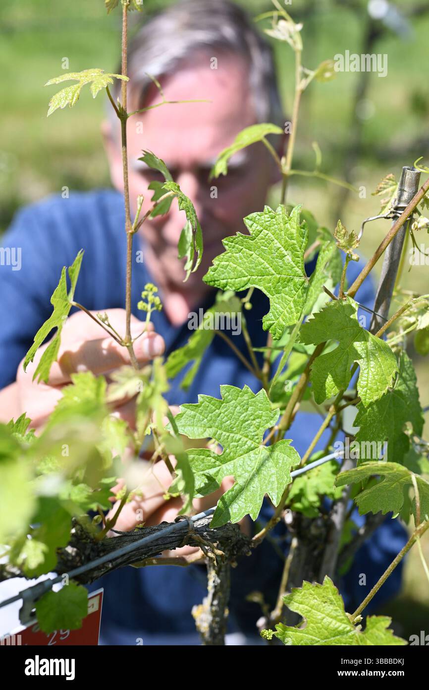 Karlsruhe, Germany. 15th May, 2025. At the Joseph Gottlieb Kölreuter ...