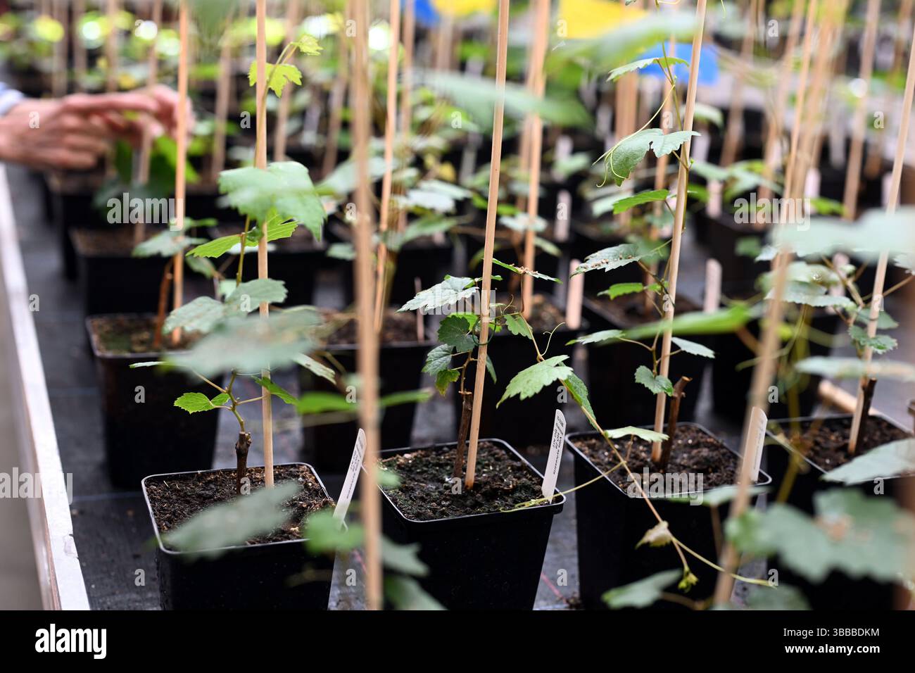 Karlsruhe, Germany. 15th May, 2025. At the Joseph Gottlieb Kölreuter ...