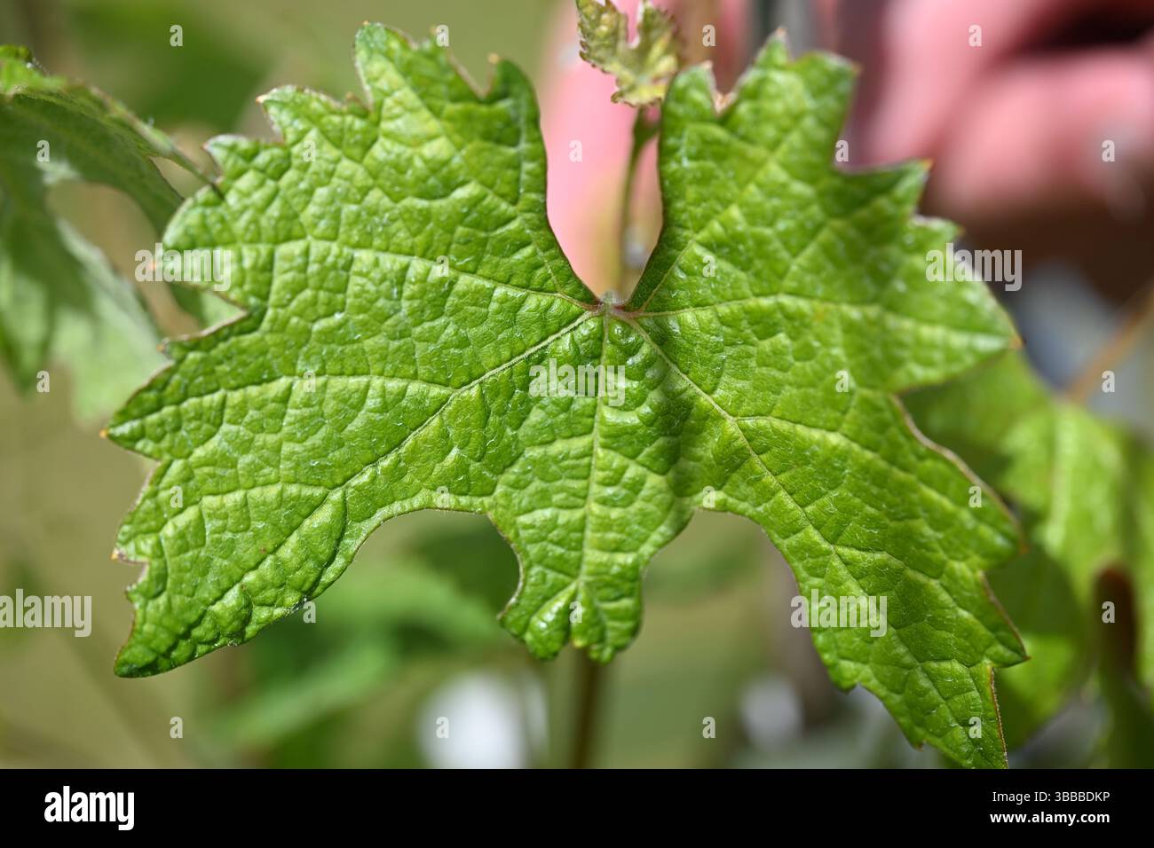 Karlsruhe, Germany. 15th May, 2025. At the Joseph Gottlieb Kölreuter ...
