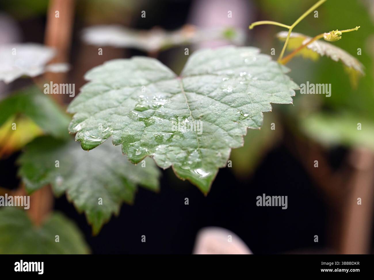 Karlsruhe, Germany. 15th May, 2025. At the Joseph Gottlieb Kölreuter ...
