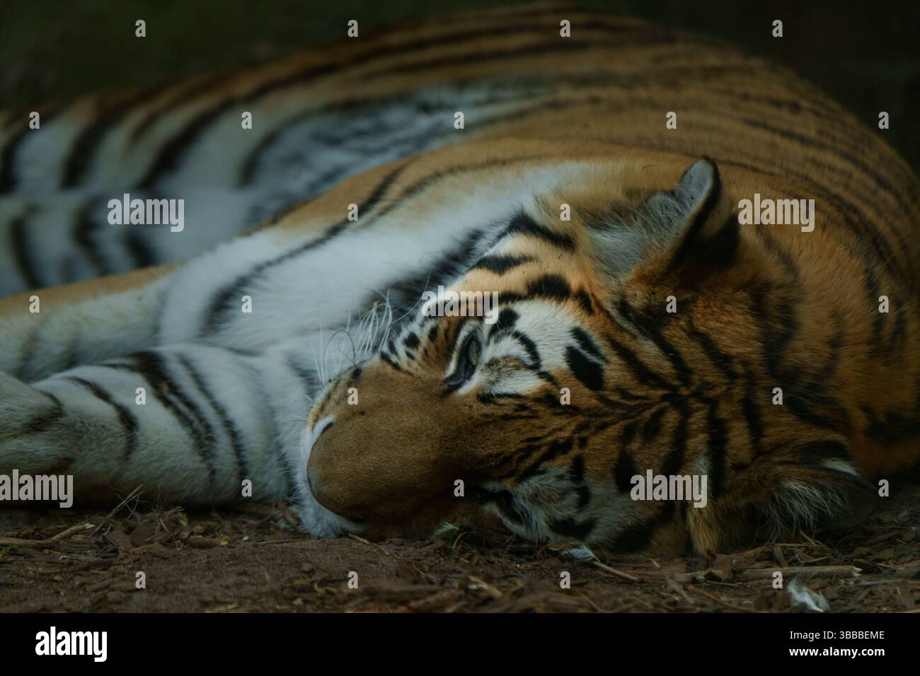 Siberian tiger resting head on hi-res stock photography and images - Alamy
