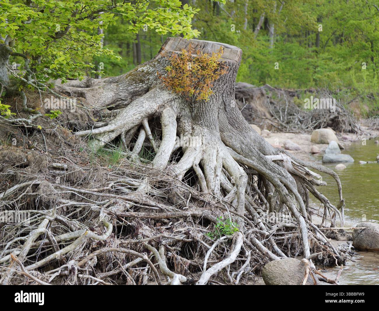 Exposed tree root on cliffside reveals erosion and nature’s force Stock ...