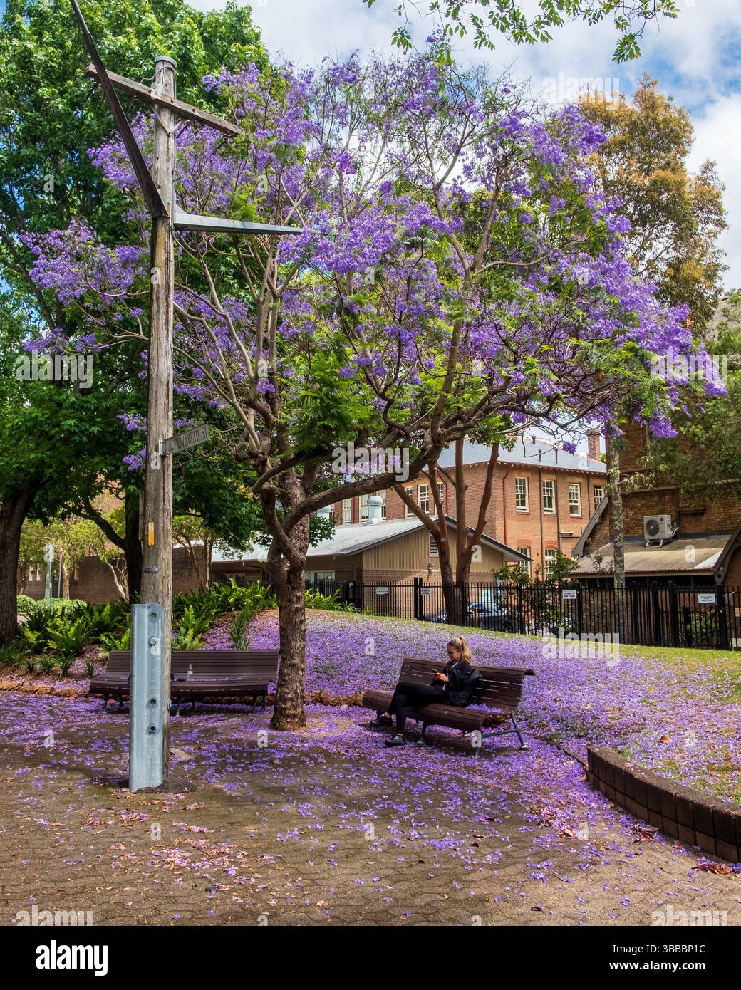 Paddington sydney jacaranda hi-res stock photography and images - Alamy