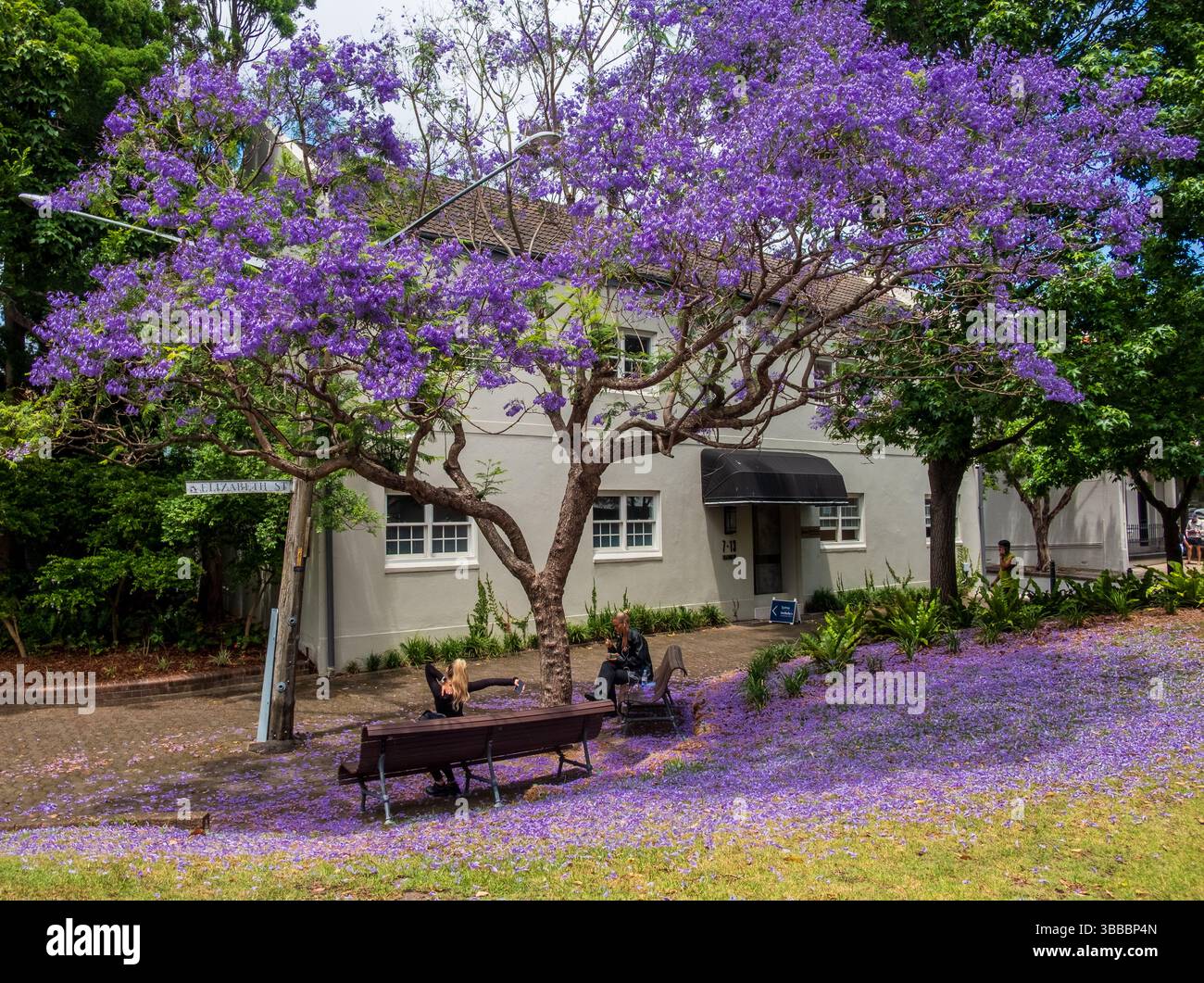 Two women sitting on benches under a Jacaranda tree in blossom in ...