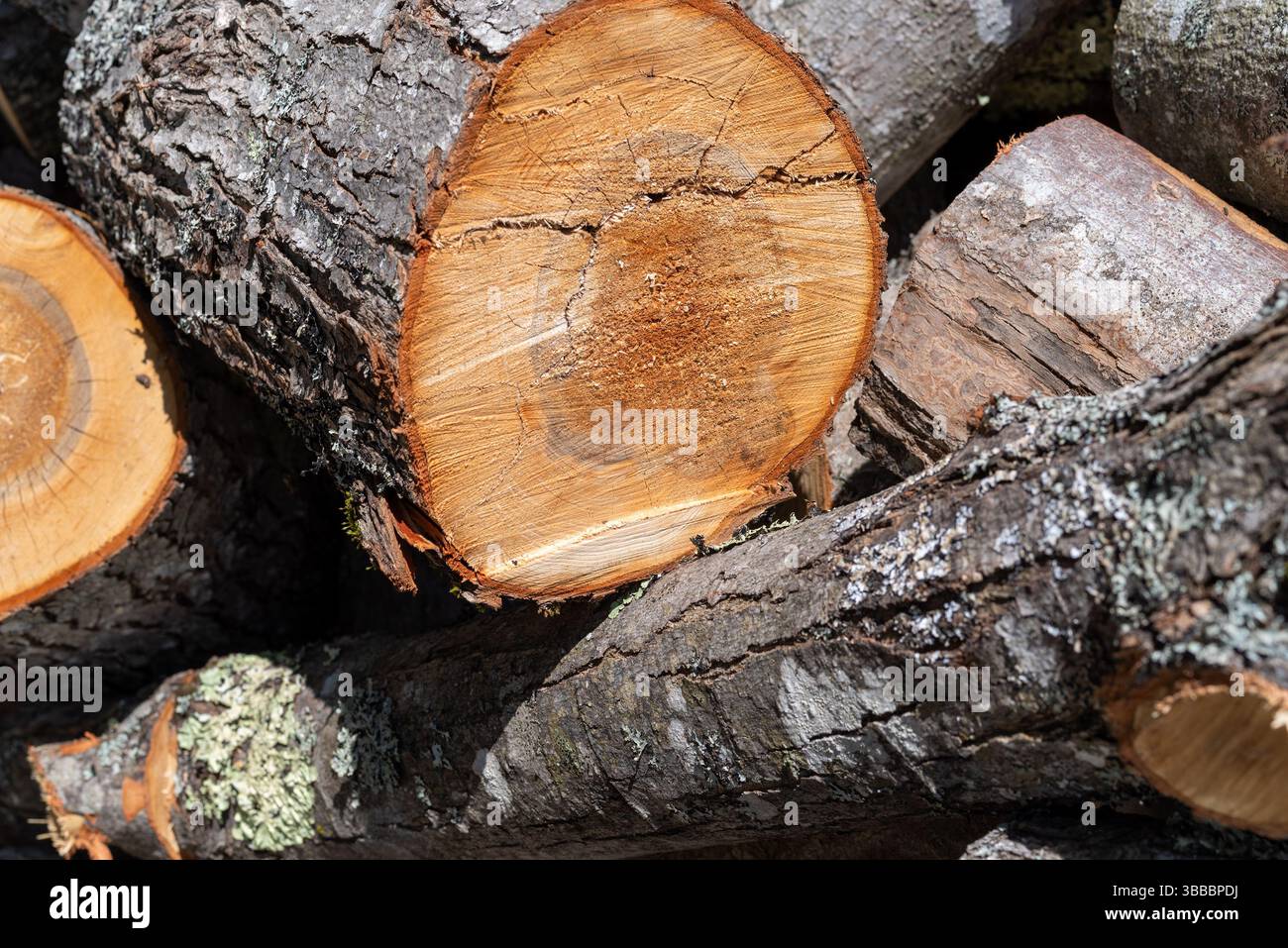 Several logs cut for firewood waiting to be split in the morning light ...