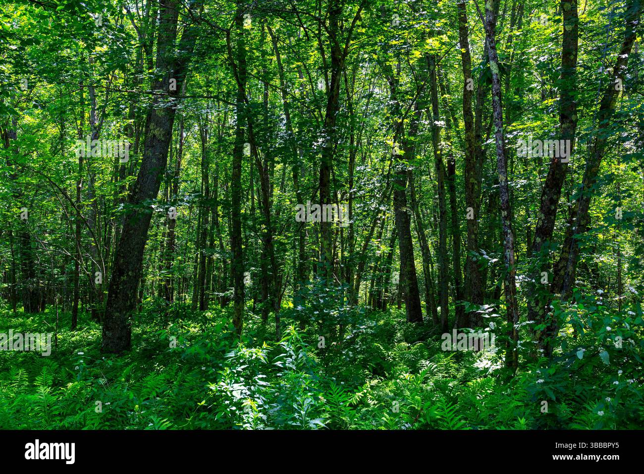 View of a normal new growth forest with ground cover in Maine in the ...