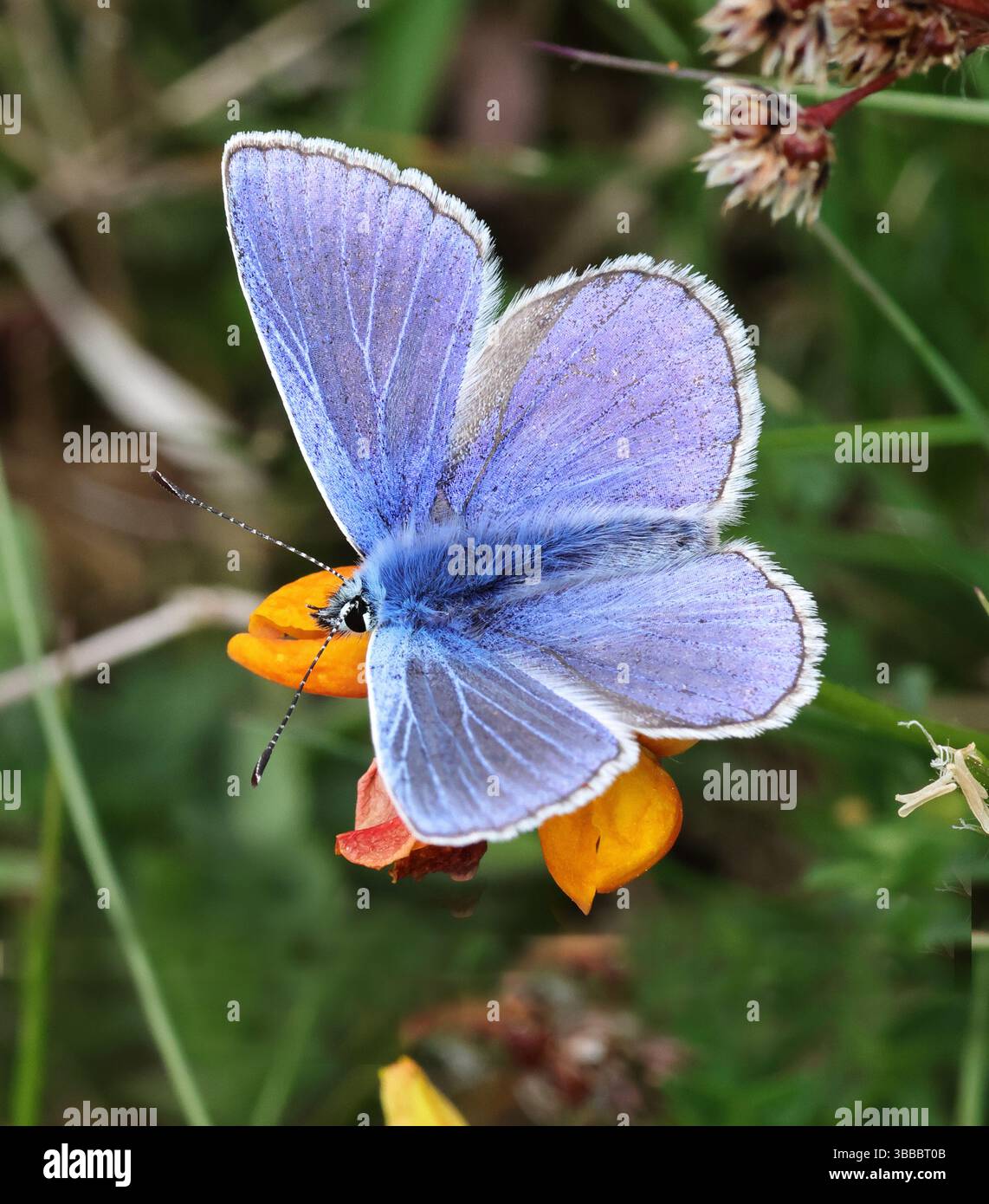 A male Common Blue Butterfly (Polyommatus icarus) on a Birds Foot ...