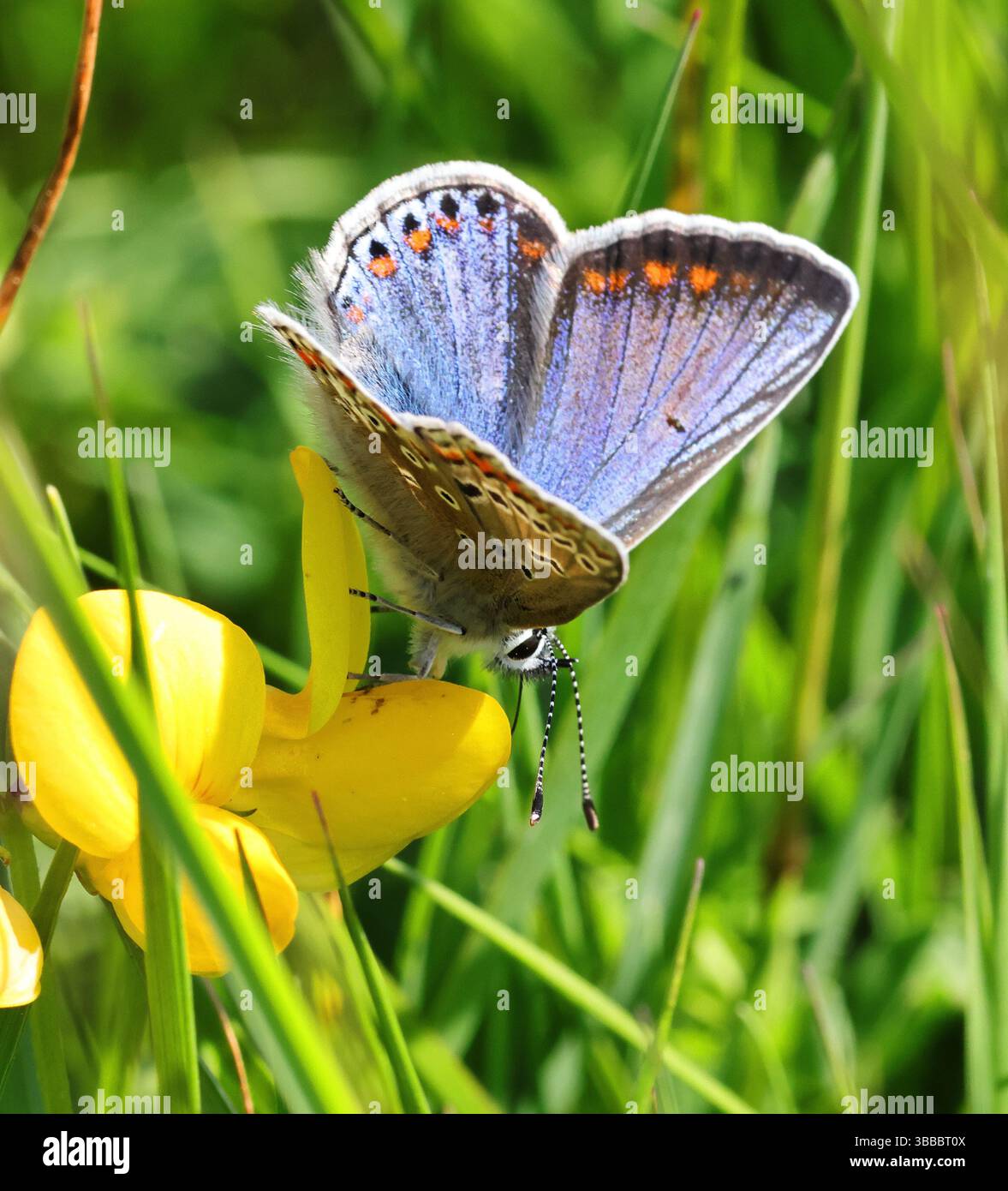 A female Common Blue Butterfly (Polyommatus icarus) on a Birds Foot ...