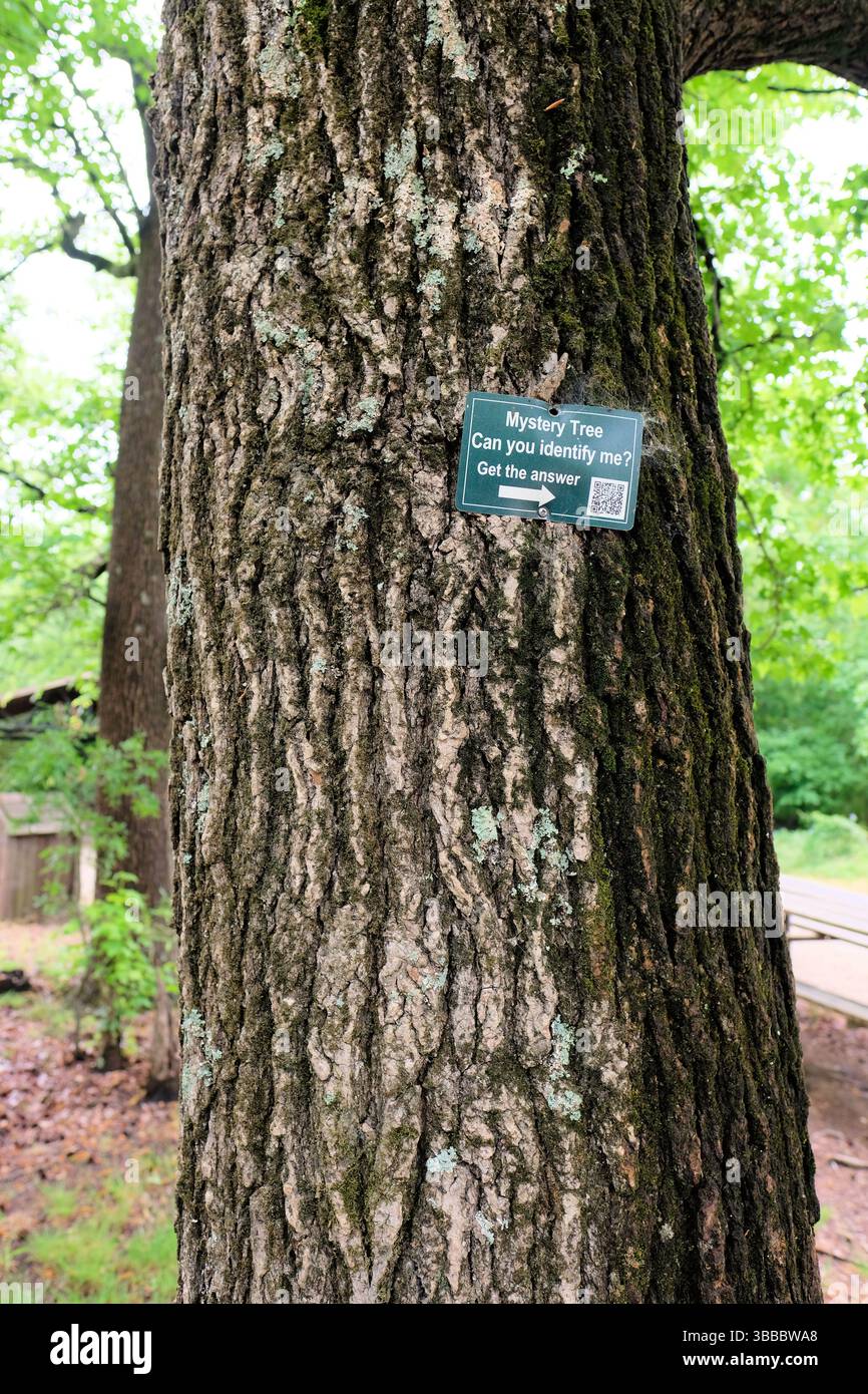 "Mystery tree: can you identify me?" metal sign and QR code on a tree ...