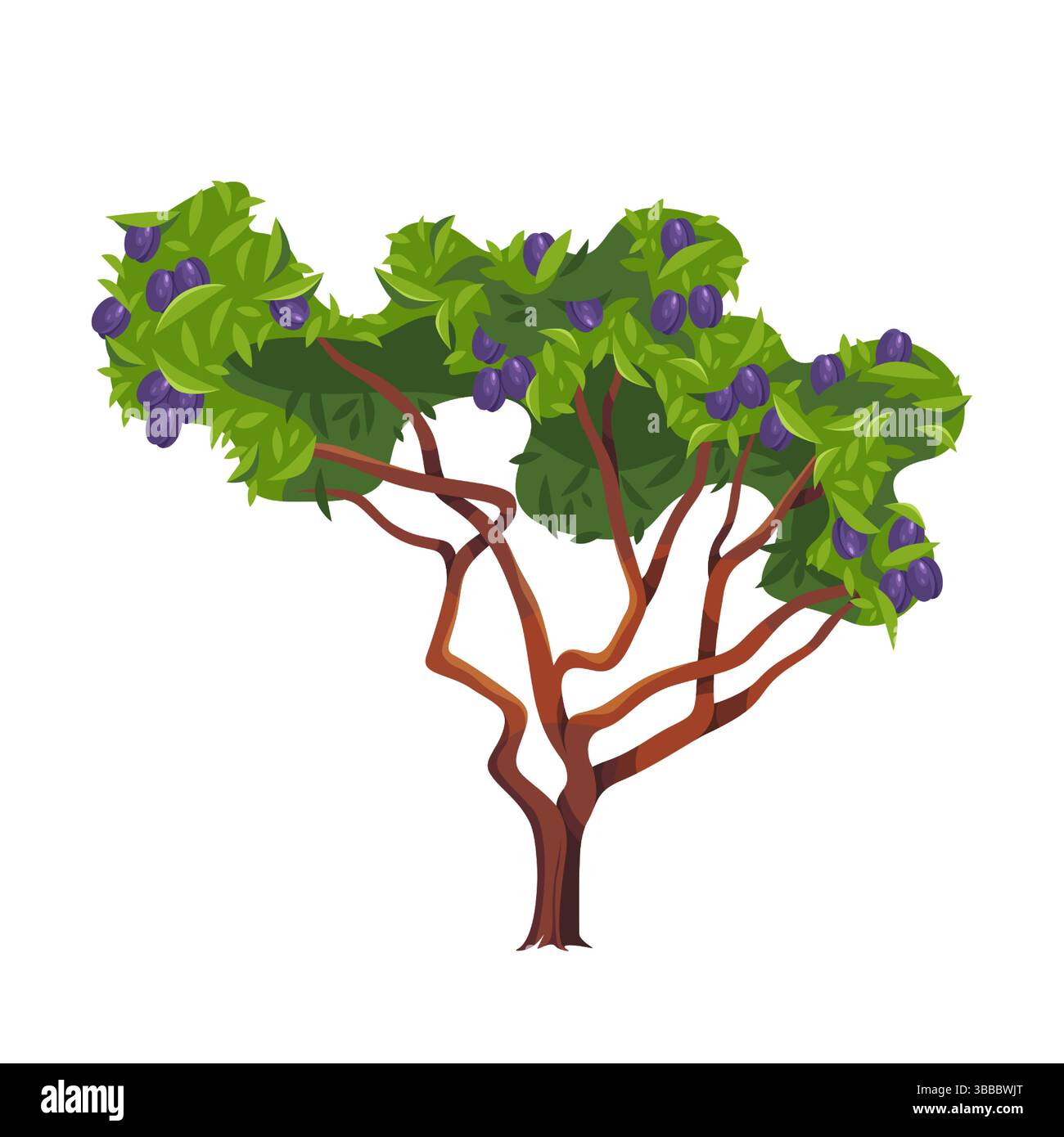 Plum tree or vector fruit plant isolated. Clipart symbol for ...
