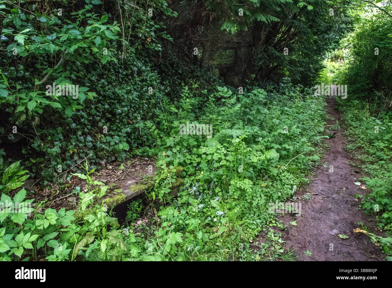 St Clydogs Holy Well, a stone lined dip-well fed by a spring from a ...
