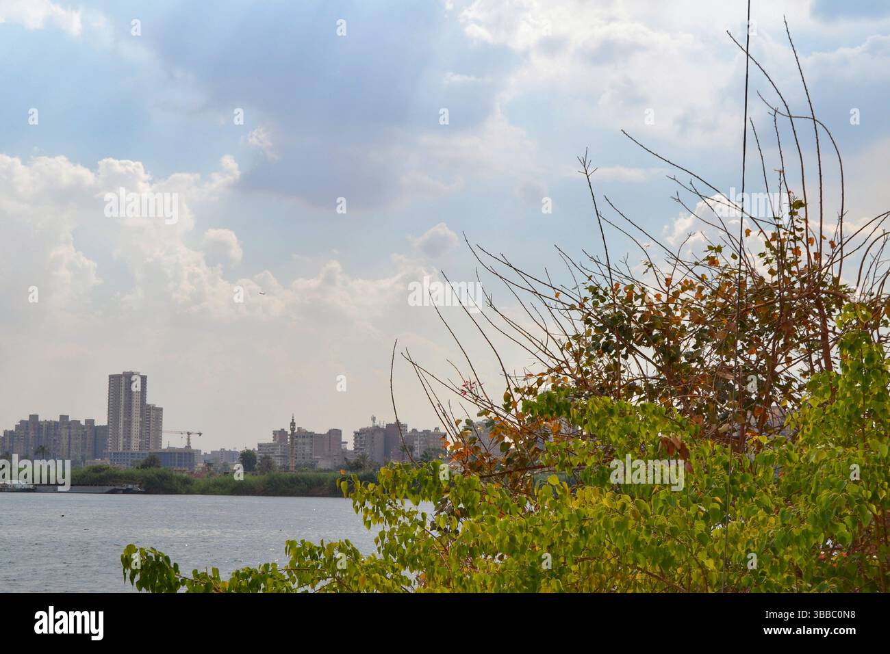 Plants and the Nile River from the terrace of Manasterly Palace on Roda ...