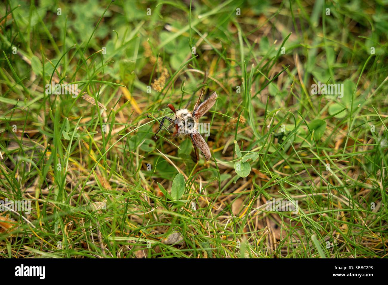 May bug in the grass or May beetles, Melolontha, light brown Stock ...
