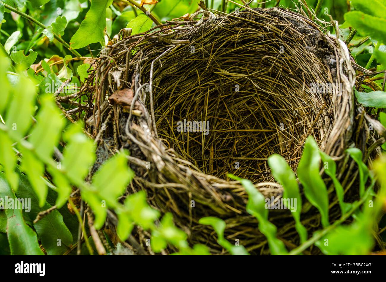 American robin nest empty hi-res stock photography and images - Alamy