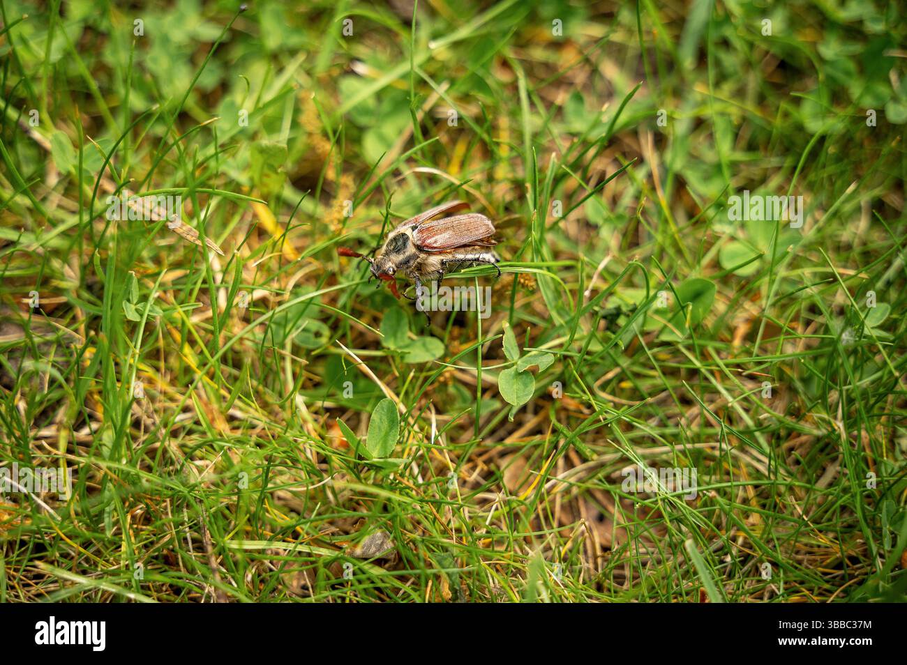 May beetle in the grass or May beetles, Melolontha, light brown Stock ...