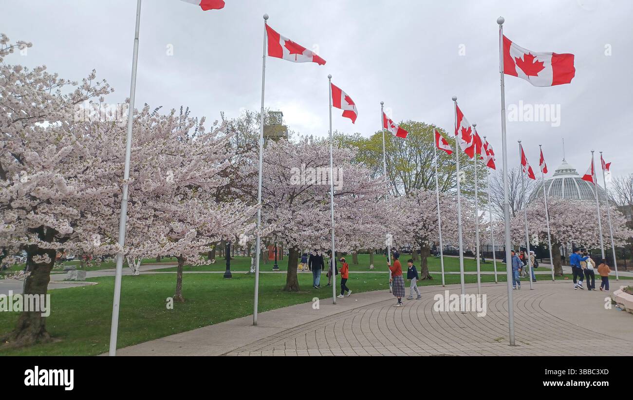 Toronto, ON, Canada - May 5, 2025: Canadian flags wave near blooming ...
