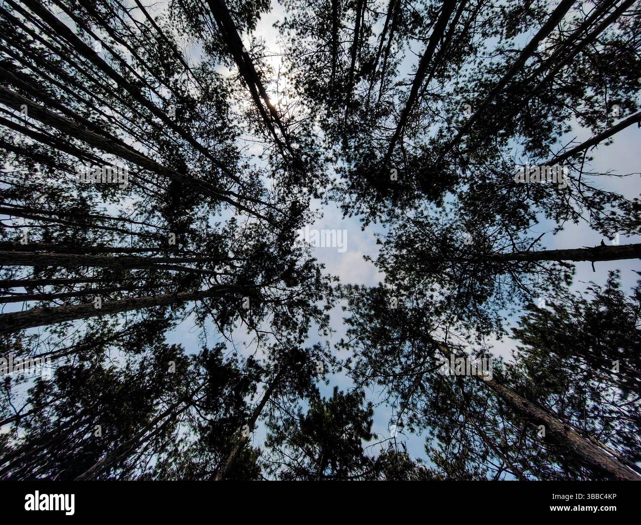 Leafy forest ceiling hi-res stock photography and images - Alamy