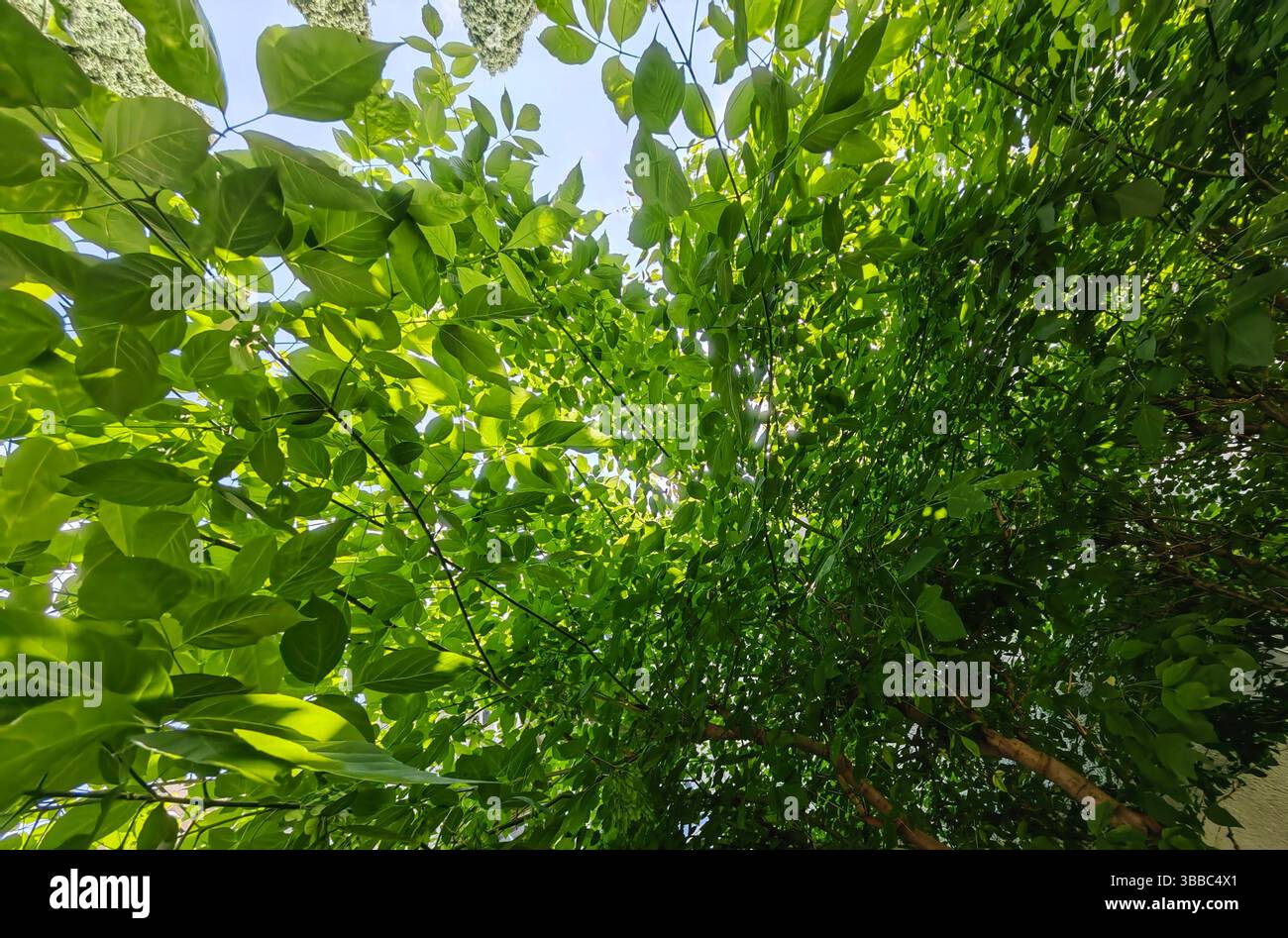 Green Canopy – Tree Branches from Below Stock Photo - Alamy