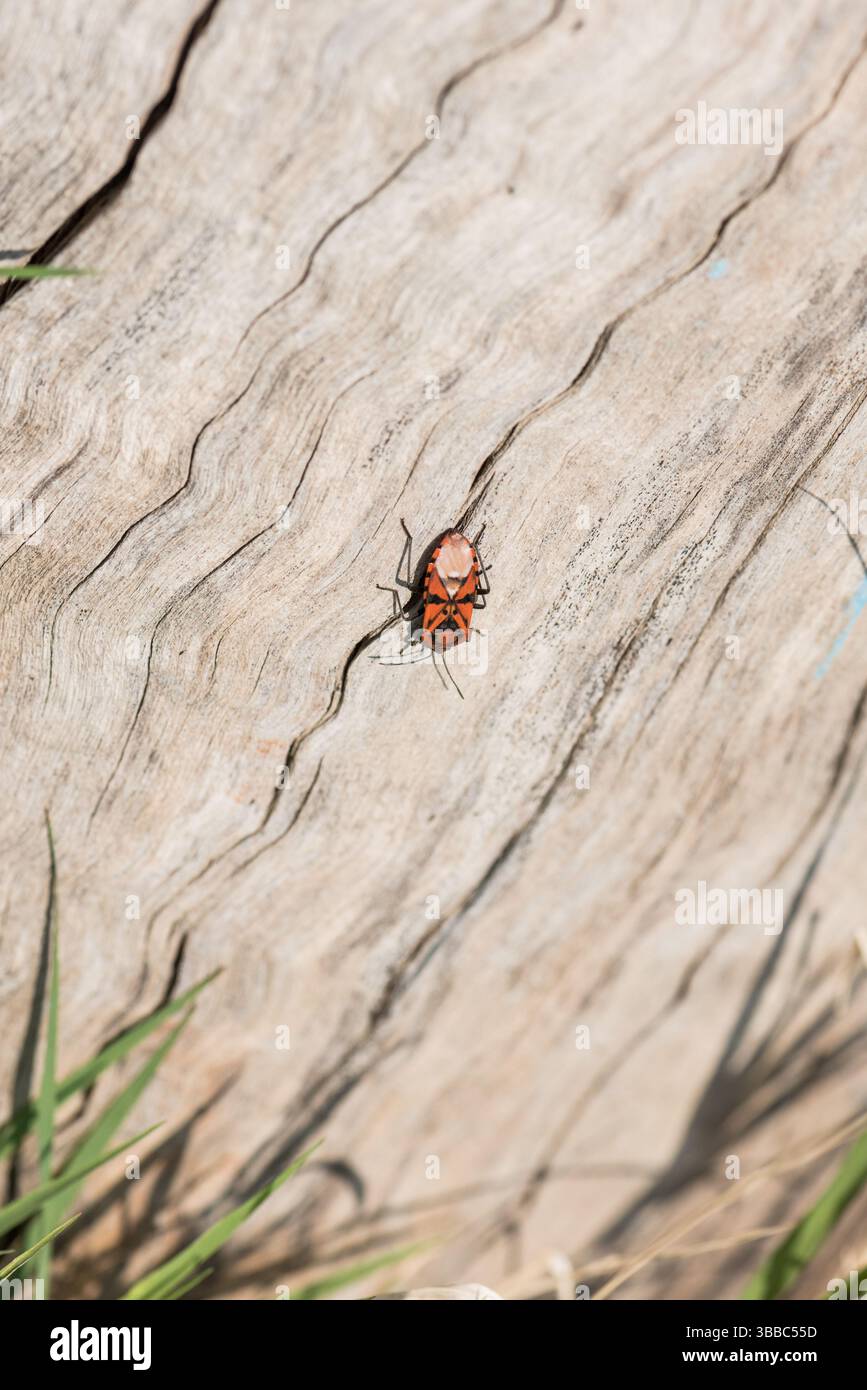 Indian Milkweed Bug (Spilostethus pandurus) in Dalyan, Turkiye Stock ...