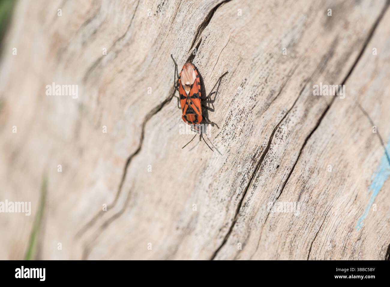 Indian Milkweed Bug (Spilostethus pandurus) in Dalyan, Turkiye Stock ...