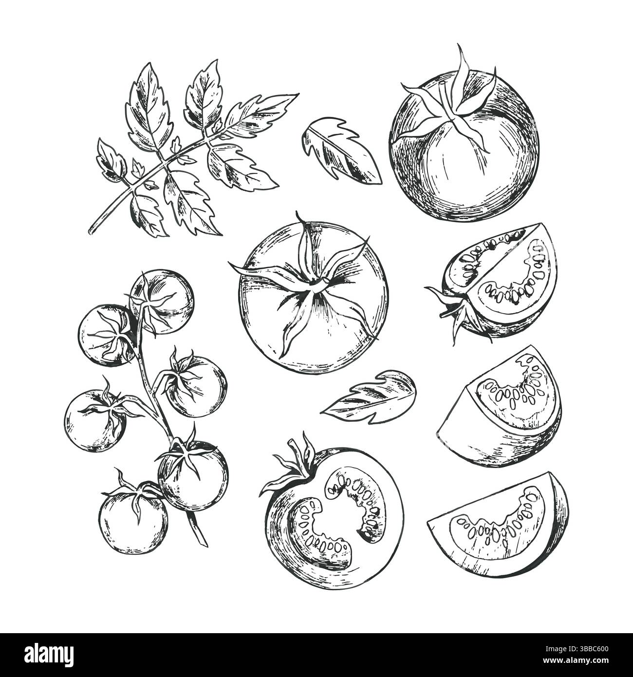 Vector illustration of hand drawn tomatoes slices and leaves ...