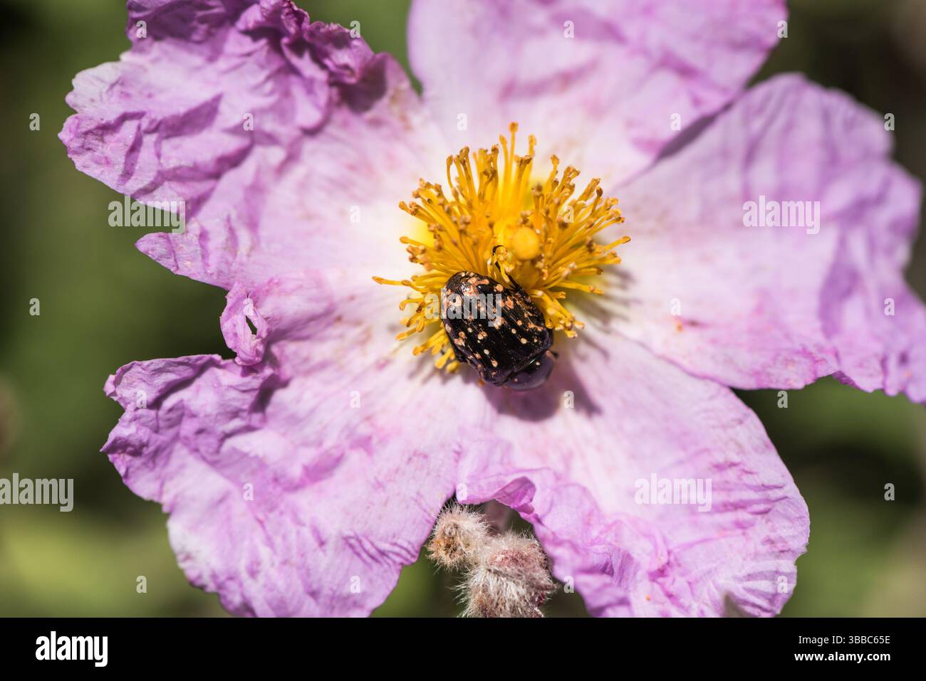 Middle Eastern Flower Scarab (Oxythyrea cinctella), a beetle, foraging ...