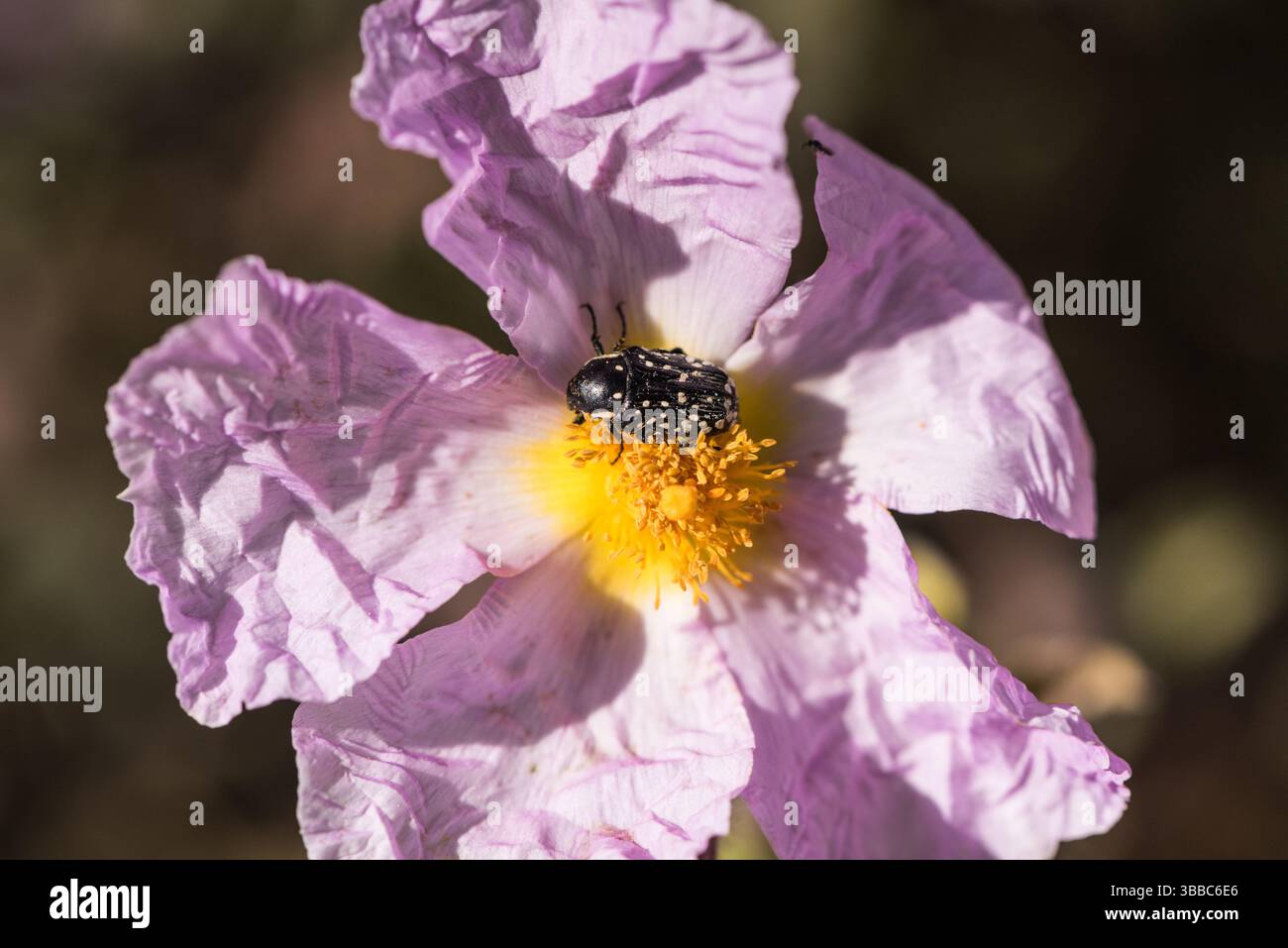 Middle Eastern Flower Scarab (Oxythyrea cinctella), a beetle, foraging ...