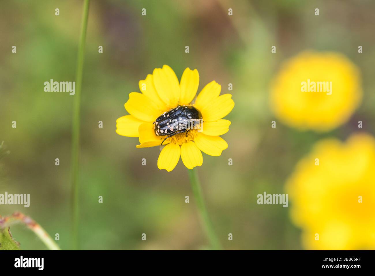 Middle Eastern Flower Scarab (Oxythyrea cinctella), a beetle, foraging ...