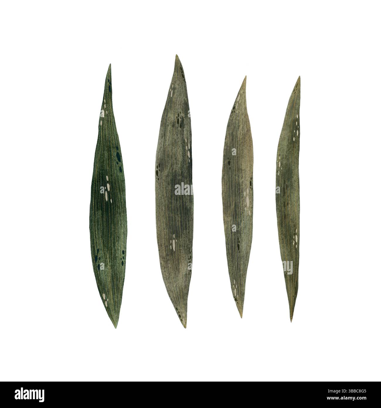 set of watercolor rich green iris flower leaves illustration, iris ...
