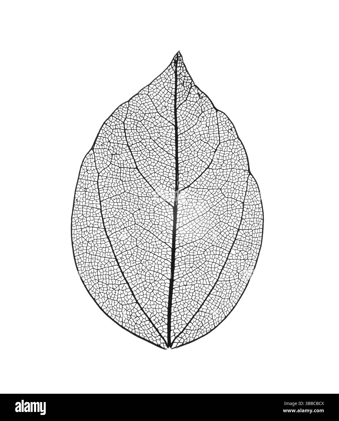 Skeletonized leaf Black and White Stock Photos & Images - Alamy
