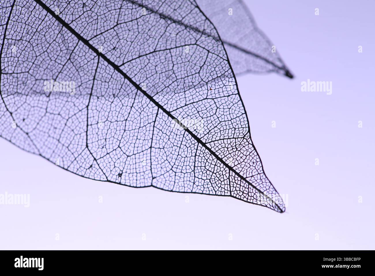 Beautiful skeleton leaves on violet background, macro view Stock Photo ...