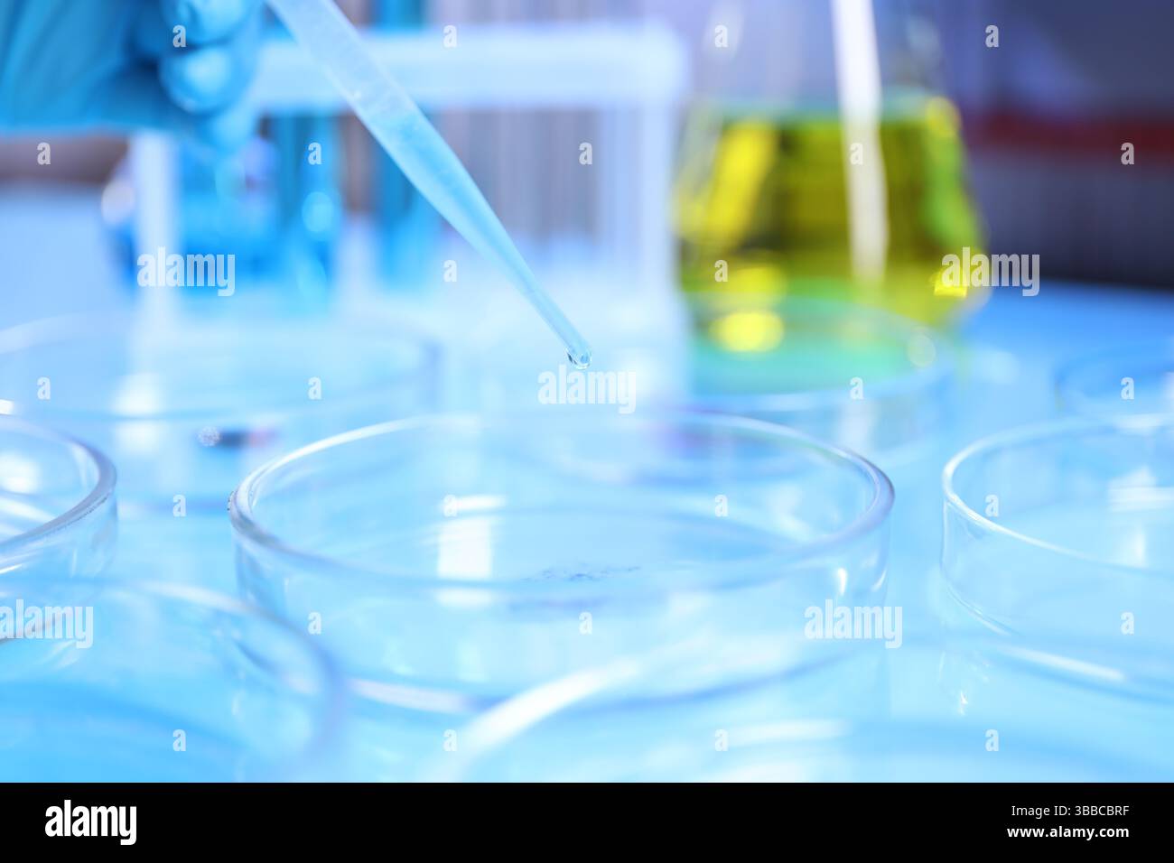 Scientist taking sample with pipette out of Petri dish at table in ...