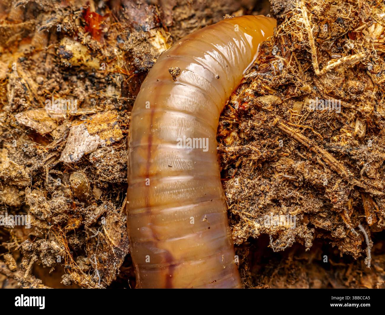 Detailed close-up photograph of a live earthworm amidst organic soil ...
